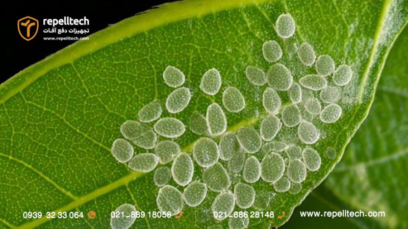 خسارات سپردار واوی مرکبات و مبارزه با آن | رپل تک